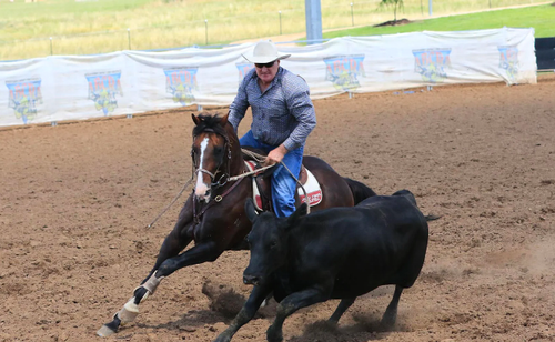 History of Campdrafting